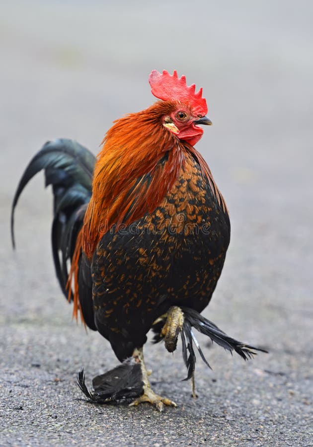 Portrait pet rooster stock image. Image of colorful, young - 36883089
