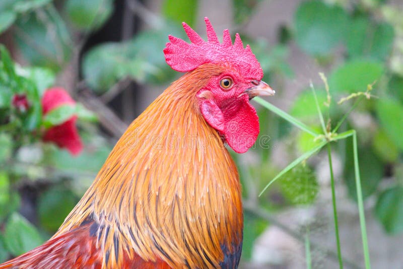 Portrait of a red rooster stock photo. Image of animal - 260020628