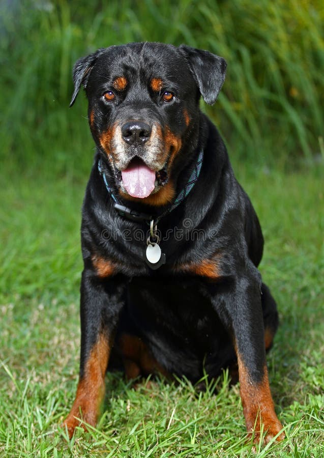Portrait of a rottweiler stock image. Image of green - 35372019