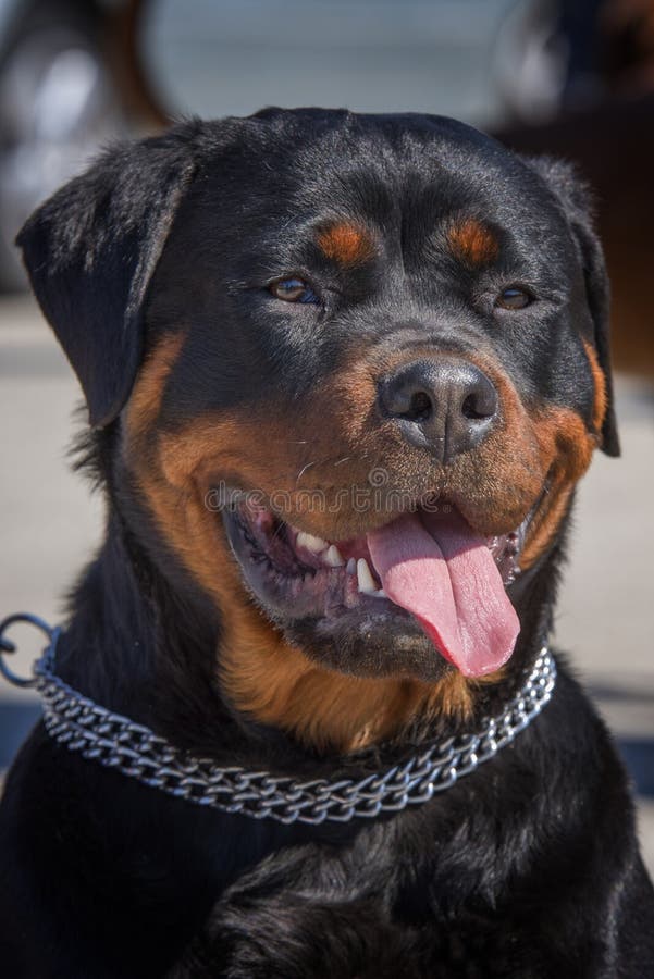 Portrait of rotwailer stock image. Image of pedigree - 89725727