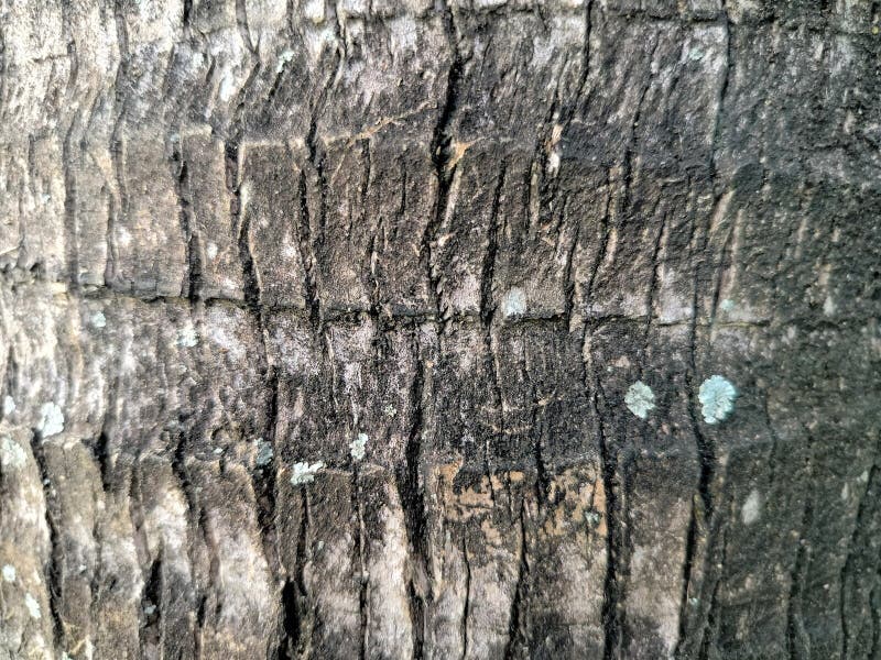 Look at the Surface of the Coconut Trunk Stock Photo - Image of coconut ...