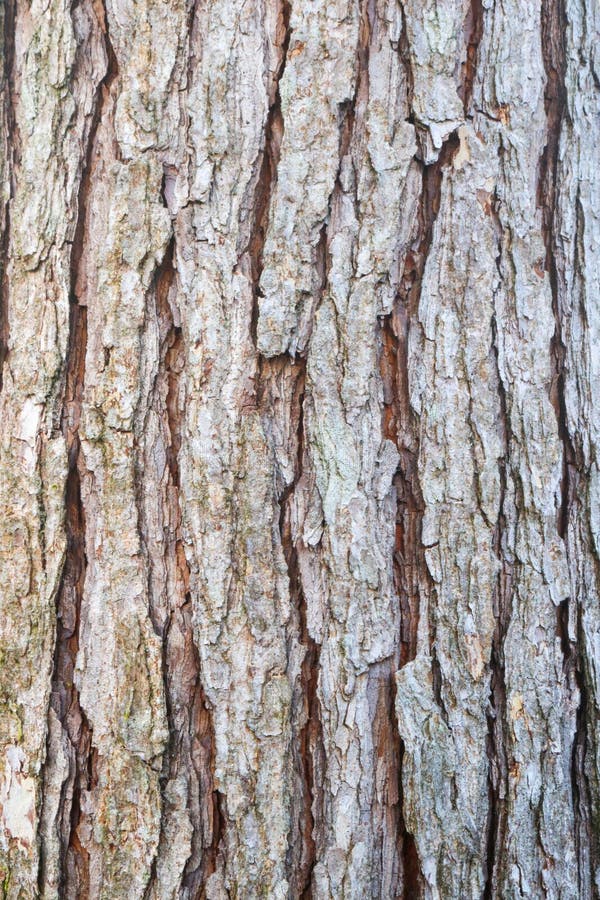 Tree bark embossed texture stock photo. Image of formation - 286244788