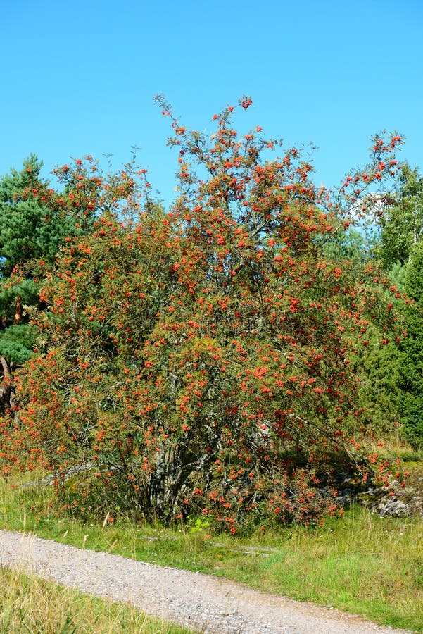 Portrait of Rowan Tree in Nature Outdoors Stock Photo - Image of autumn ...