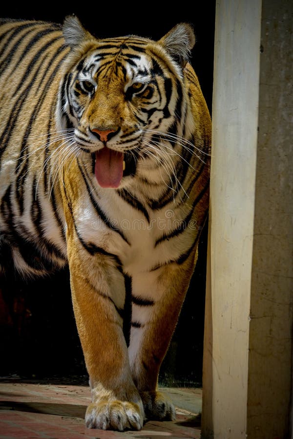 Portrait of a Royal Bengal Tiger Stock Image - Image of close, animals ...