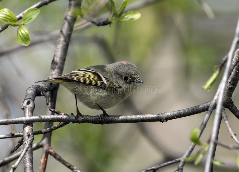 Portrait of Ruby-crowned Kinglet Regulus Calendula Canada Stock Image ...