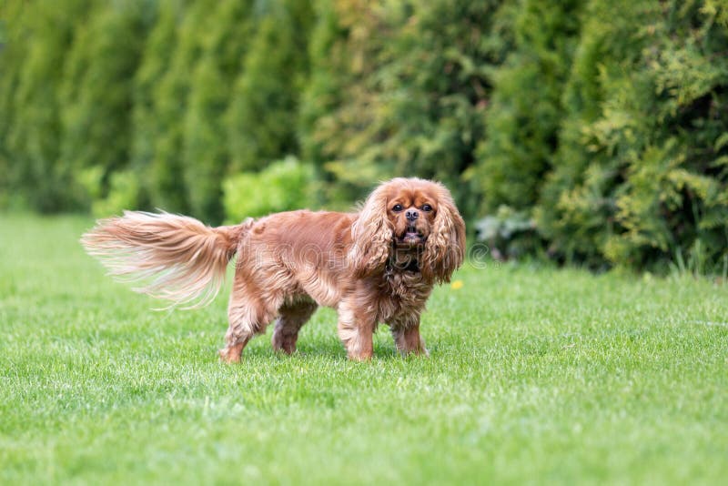 Portrait of Ruby King Charles Cavalier Spaniel Stock Photo - Image of ...