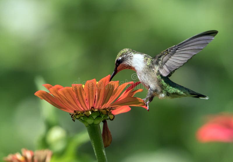 Portrait of Ruby-throated Hummingbird Archilochus Colubris Stock Image ...