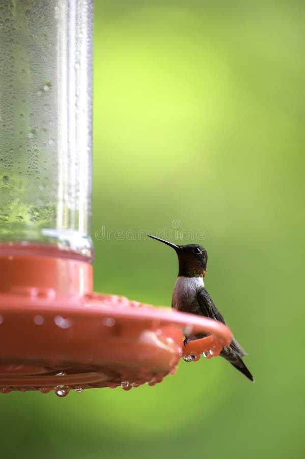 Ruby Throated Hummingbird Peaking Around the Back of a Feeder Stock ...
