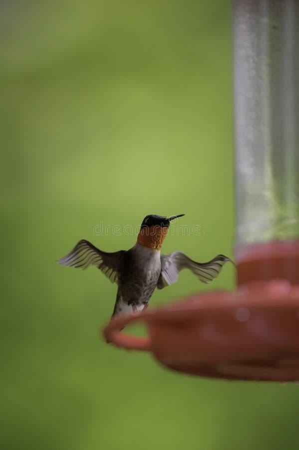 Ruby Throated Hummingbird Peaking Around the Back of a Feeder Stock ...