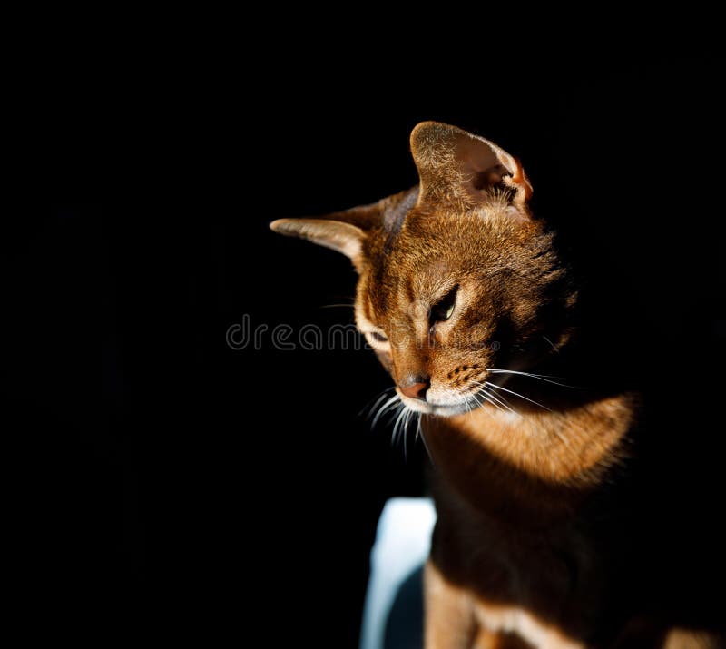 Portrait of Ruddy Abyssinian on Black Background Stock Photo - Image of ...