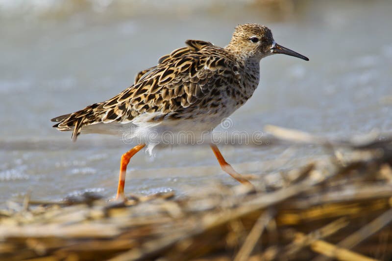 Portrait of a ruff stock photo. Image of sandpiper, close - 19490080