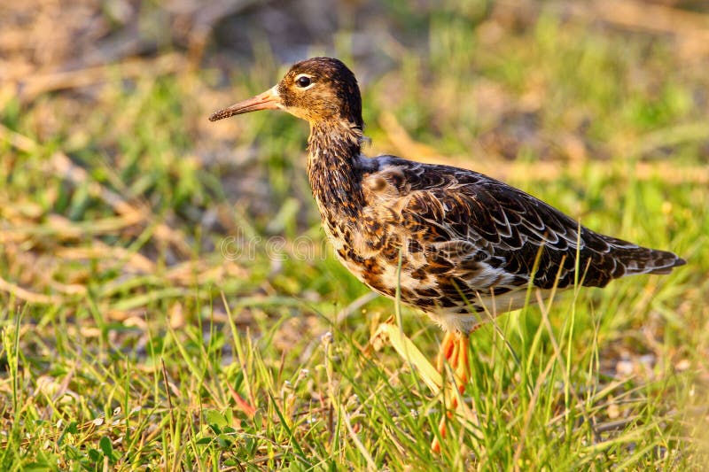 Portrait of a ruff stock image. Image of ruff, colorful - 19490097