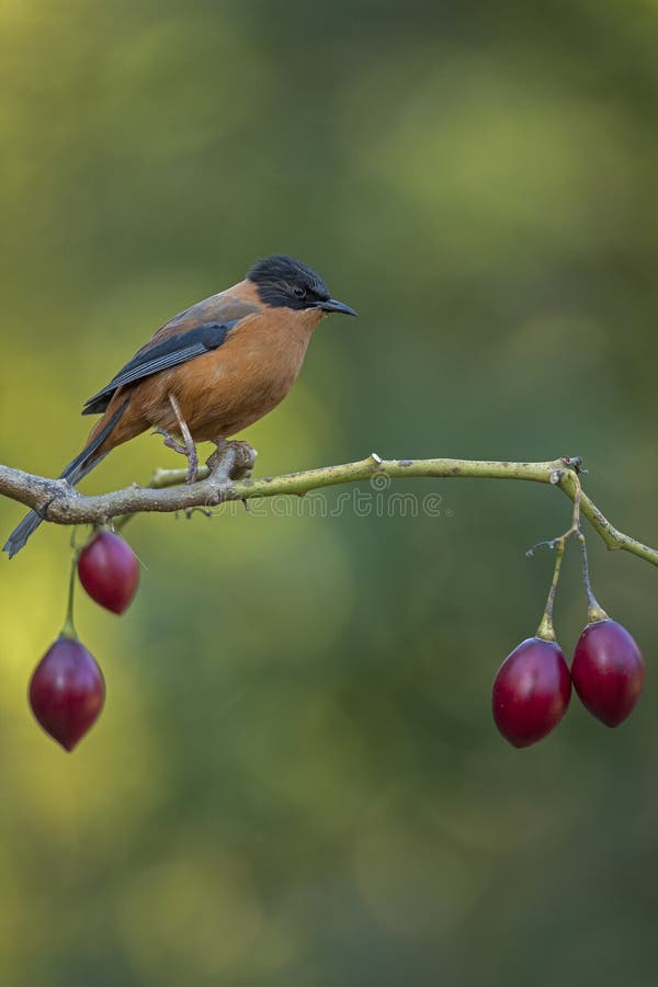Rufous Sibia Perch Stock Photos - Free & Royalty-Free Stock Photos from ...