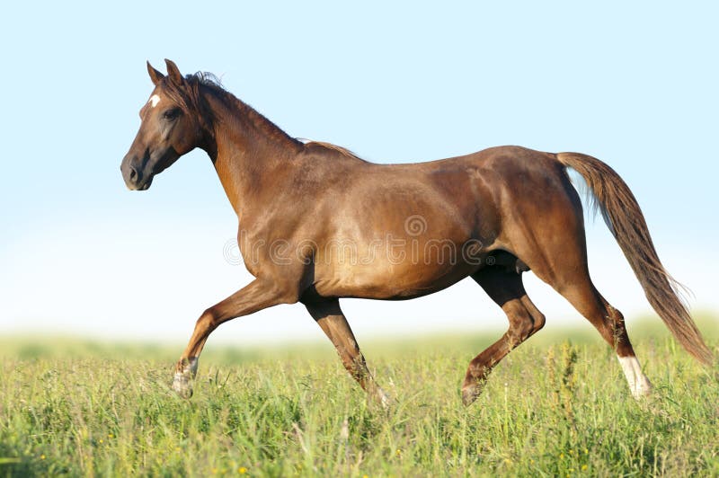 Portrait of Running Big Beautiful Horse Stock Image - Image of ...