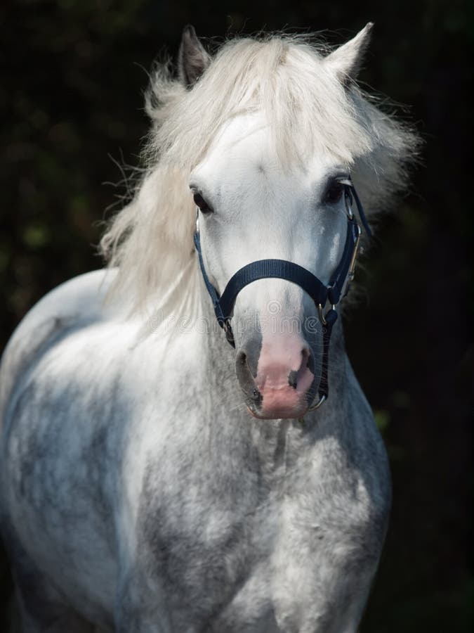 117 Gray Welsh Pony Stock Photos - Free & Royalty-Free Stock Photos ...