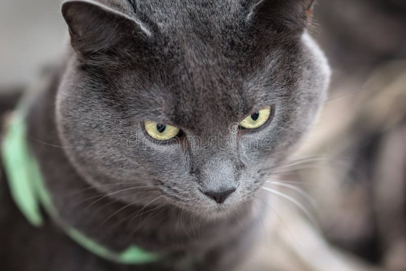 Portrait of Russian Blue Cat Outdoor Stock Photo - Image of adorable ...