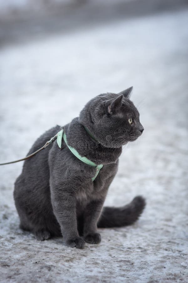 Portrait of Russian Blue Cat Outdoor Stock Image - Image of field ...