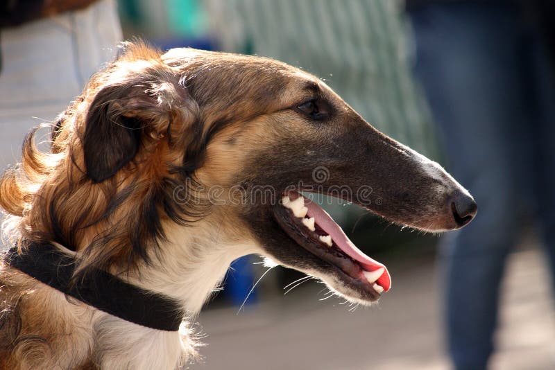 Portrait of russian borzoi stock image. Image of camera - 17883437