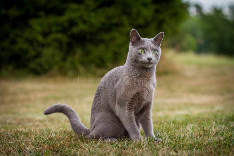 Portrait of a Russian Cat in the Grass Stock Image - Image of eyes ...