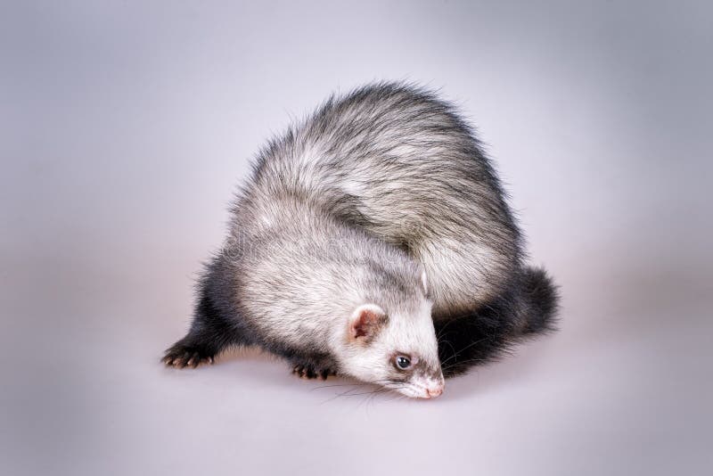Portrait of sable ferret stock photo. Image of female - 97118370