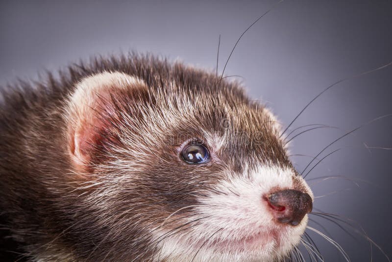 Portrait of sable ferret stock photo. Image of black - 98118870