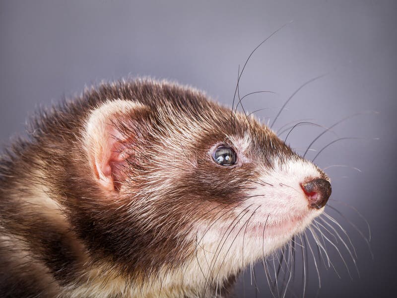 Portrait of sable ferret stock photo. Image of furry - 98118878