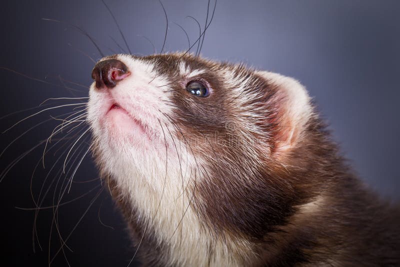 Ferret Standing on Hind Legs Stock Image - Image of putorius, isolated ...
