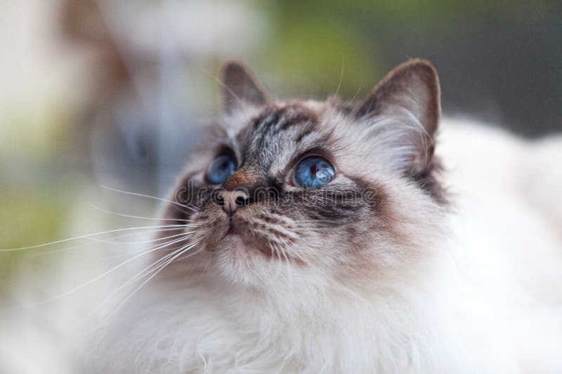 Portrait of a Sacred Cat of Burma Stock Photo - Image of animals ...
