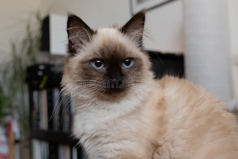 Portrait of a "Sacred Cat of Burma" Resting Indoors Stock Image - Image ...