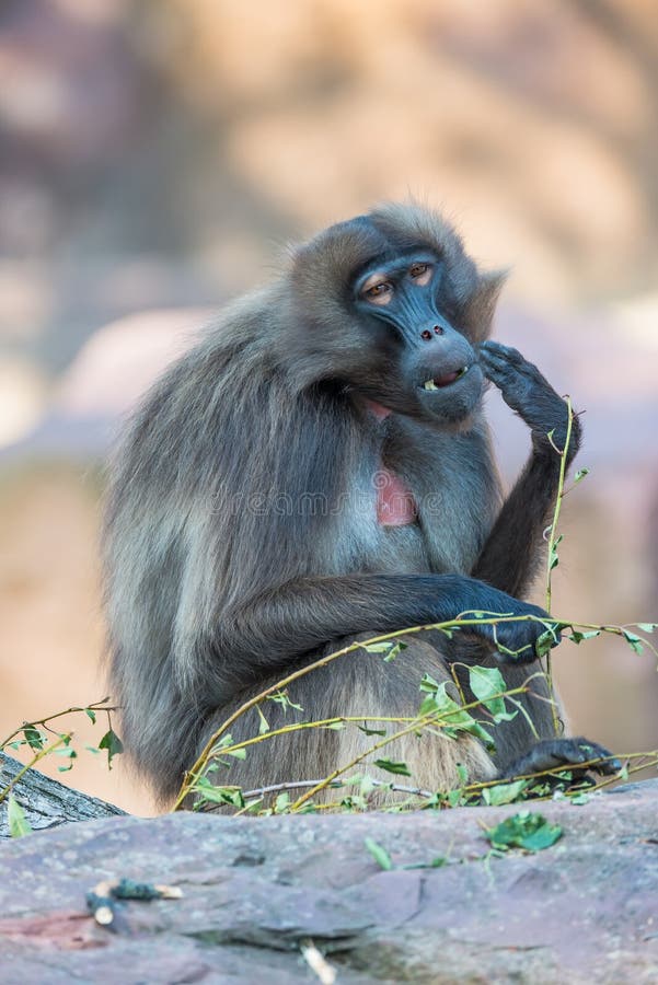 Sad baboon stock image. Image of depressed, alone, creature - 11119979