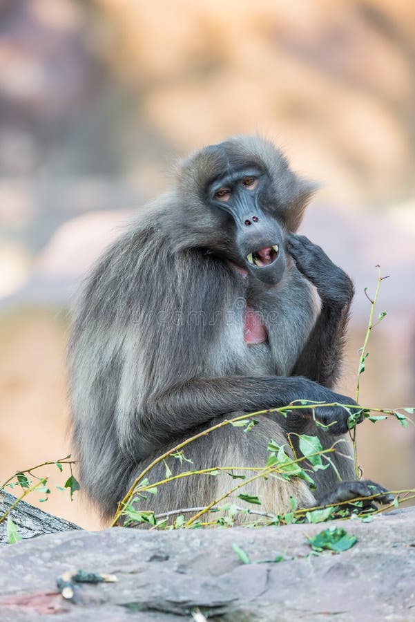 Portrait of Sad African Baboon in the Open Resort Stock Image - Image ...