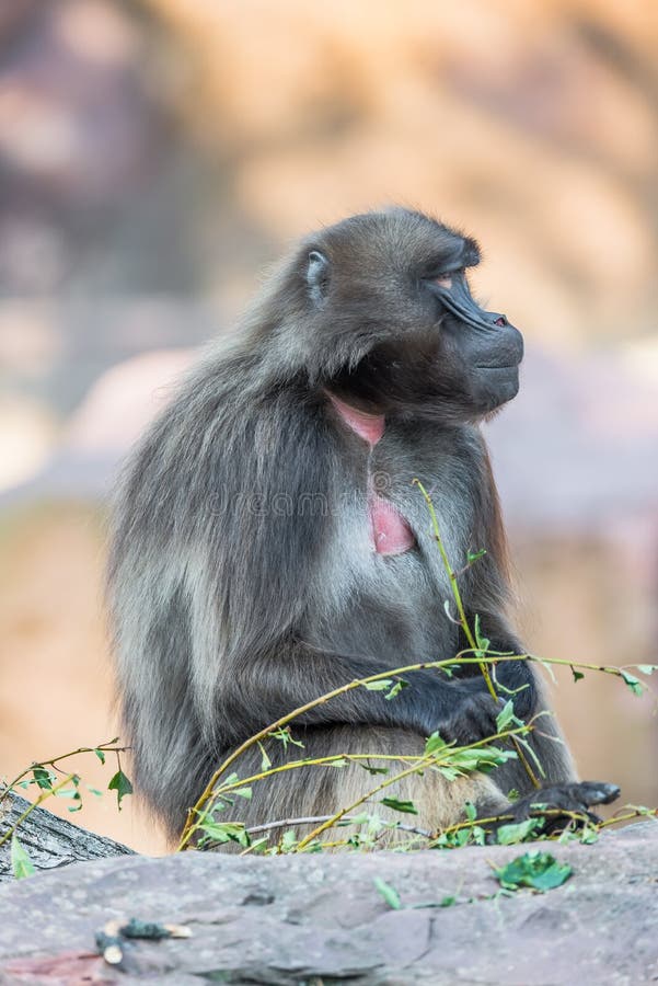 Portrait of Sad African Baboon in the Open Resort Stock Image - Image ...