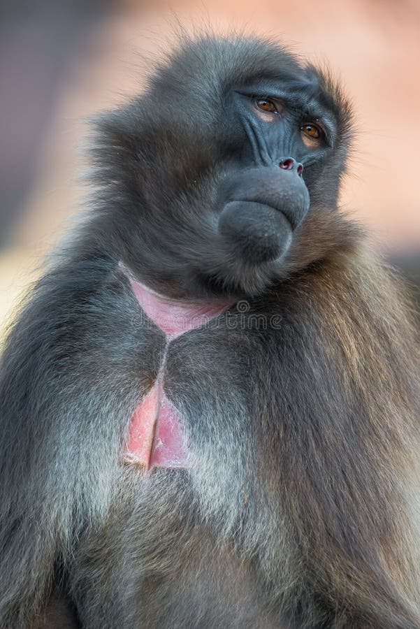 Portrait of Sad African Baboon in the Open Resort Stock Photo - Image ...