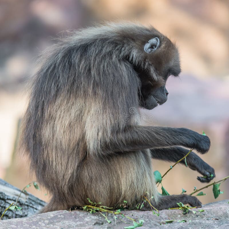 Portrait of Sad African Baboon in the Open Resort Stock Photo - Image ...