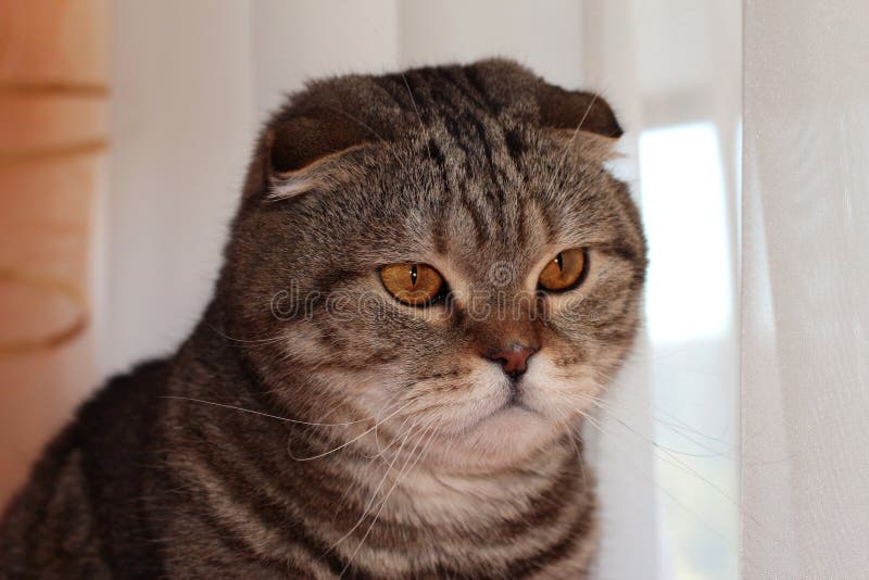 Portrait of a Sad Cat. a Fat Tabby Cat Stock Photo - Image of brown ...