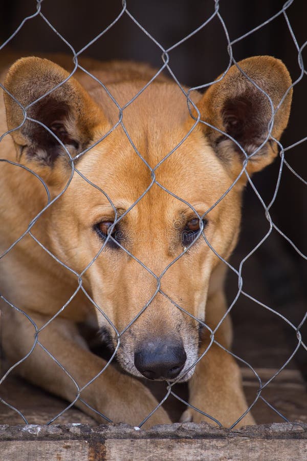 Portrait of a Sad Dog with Sad Look in a Cage Stock Image - Image of ...