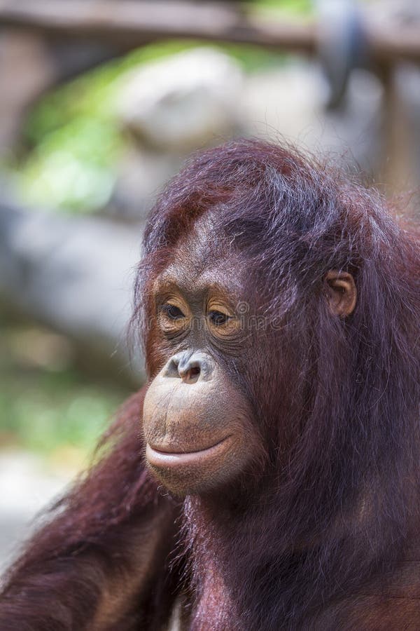 Portrait of a Sad Face of an Orangutan Stock Photo - Image of primate ...