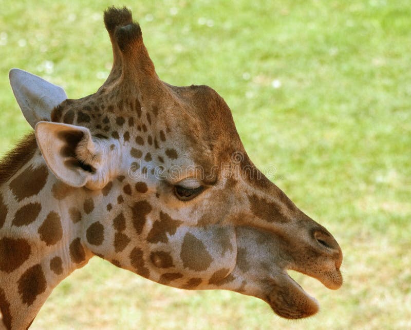 Funny or sad giraffe face? stock photo. Image of africa - 78440734