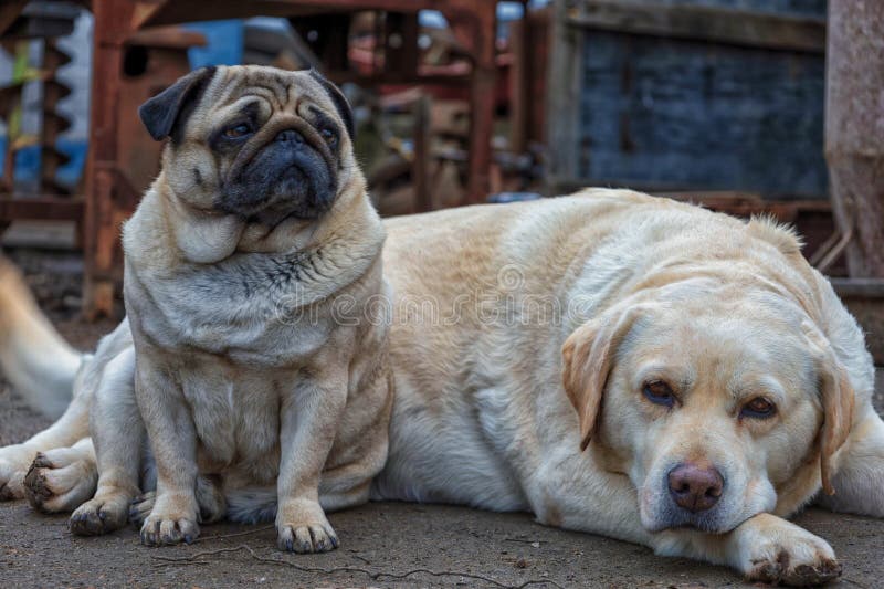 Portrait of Sad Labrador and Pug Dog Stock Image - Image of labrador ...