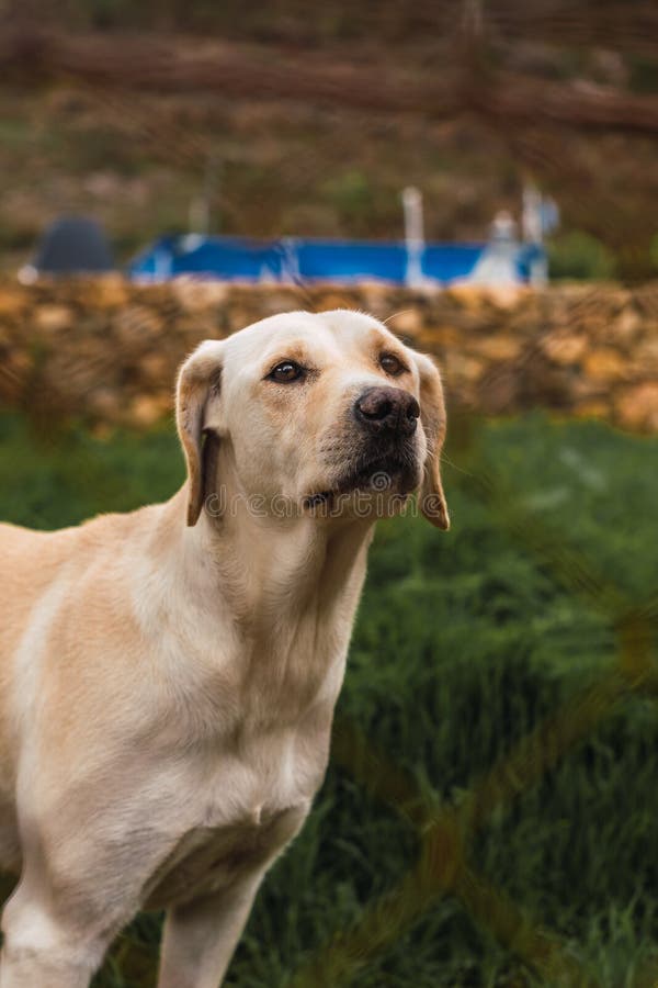 Portrait of a Sad Labrador Retriever Dog Stock Photo - Image of service ...