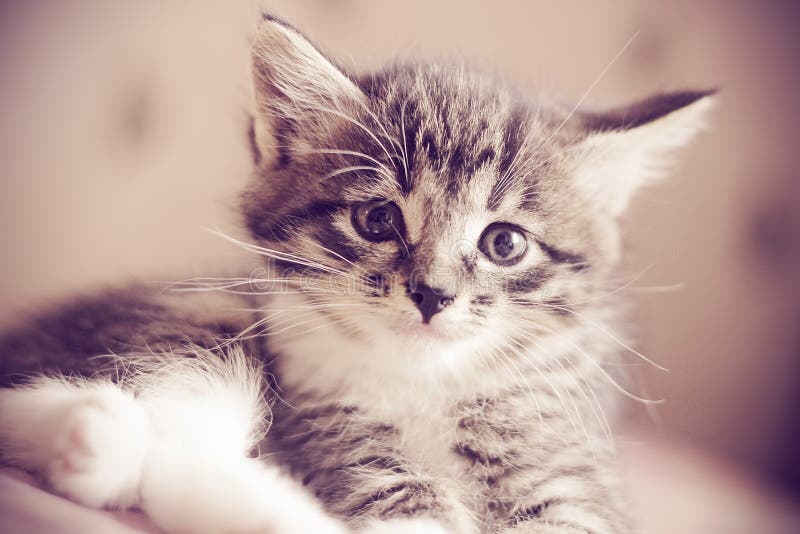 Portrait of a Sad Little Gray Kitten Stock Photo - Image of cute ...