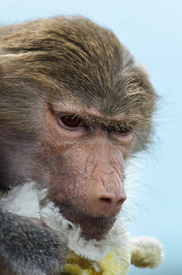 Portrait of Sad Little Monkeys. Selective Focus. Stock Image - Image of ...