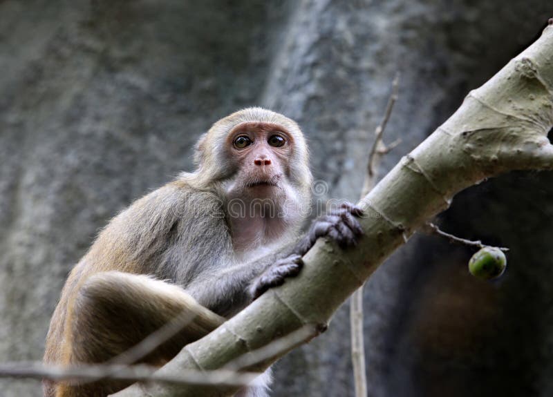 Portrait of the Sad Monkey. Stock Photo - Image of looking, mammal ...