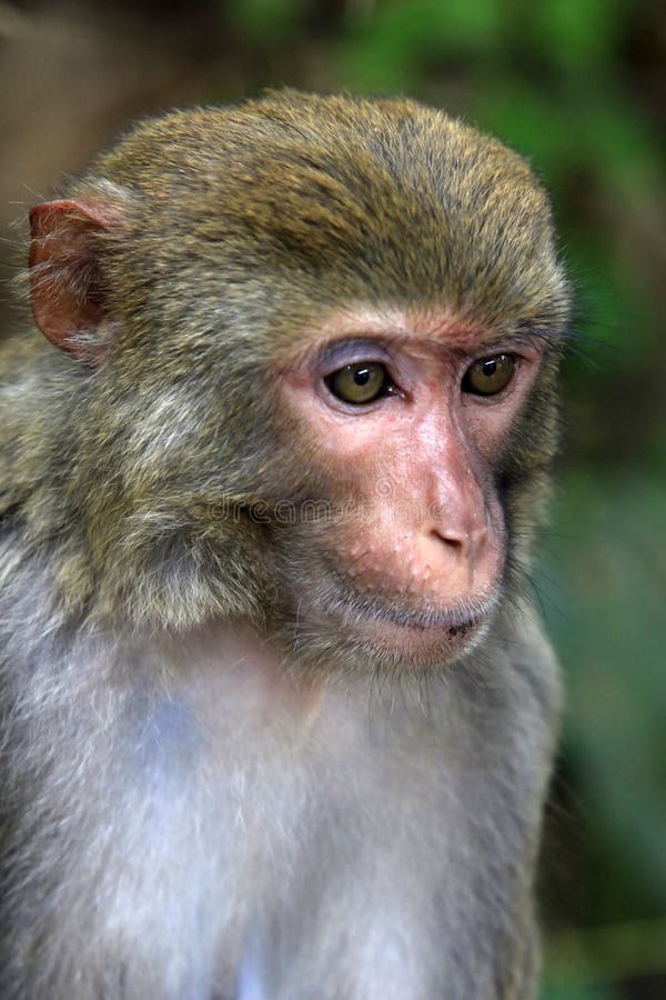 6,103 Sad Monkey Photos - Free & Royalty-Free Stock Photos from Dreamstime