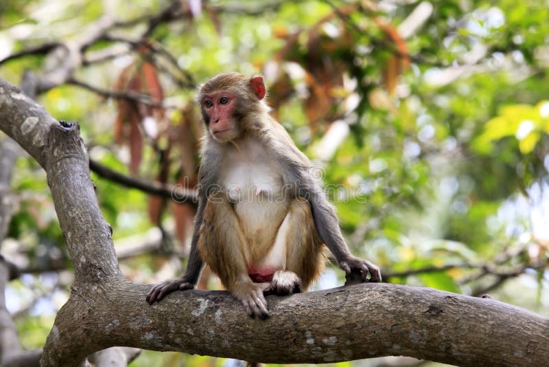 Portrait of the Sad Monkey. Stock Photo - Image of china, full: 24420306