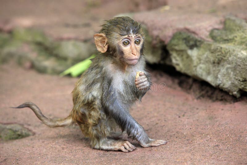Portrait of the Sad Monkey. Stock Image - Image of animal, china: 24420335