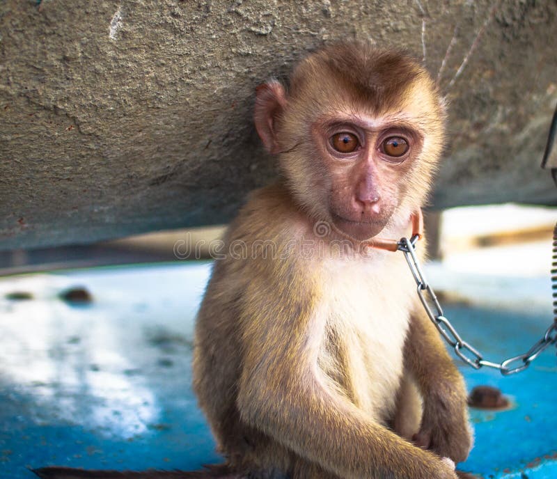Portrait of the sad monkey stock photo. Image of posing - 38056894