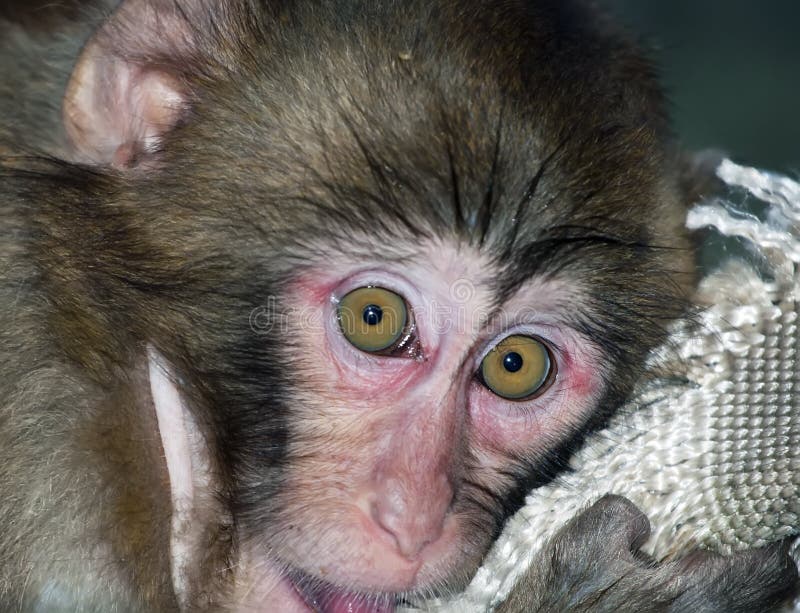 Portrait of Sad Monkey with Bright Yellow Eyes Looking in Camera. Stock ...