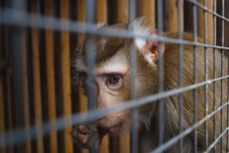 Sad Ape Or Monkey Is In The Cage. Animal Abuse, Neglect And Crue Stock ...