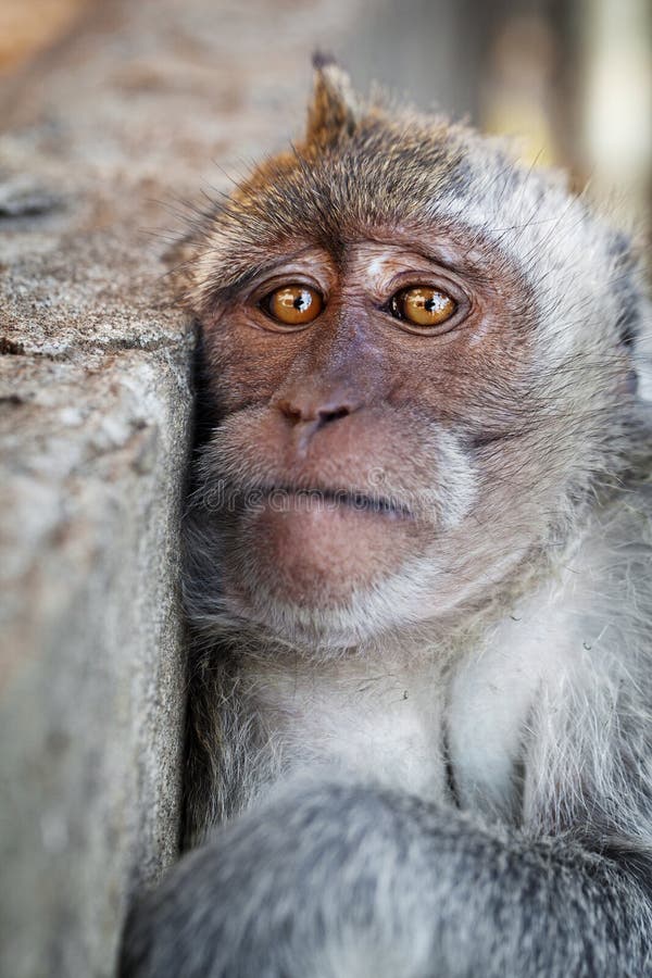 211 Melancholy Monkey Stock Photos - Free & Royalty-Free Stock Photos ...